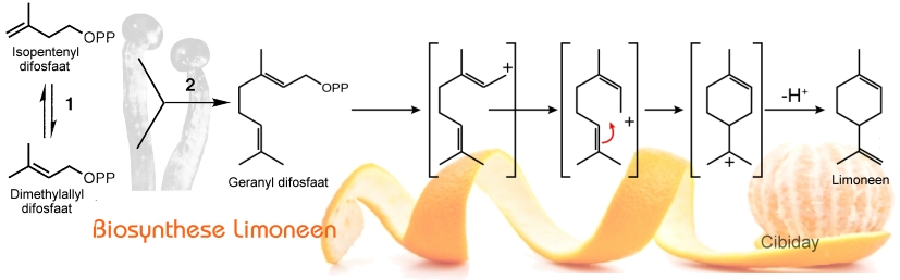 Limoneen - Monoterpeen dipenteen - Kan THC-high afzwakken!