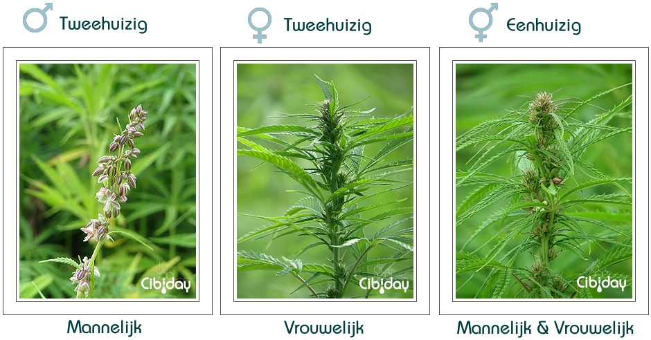 Mannelijke en Vrouwelijke Planten - Eenhuizige en Tweehuizige Hennep