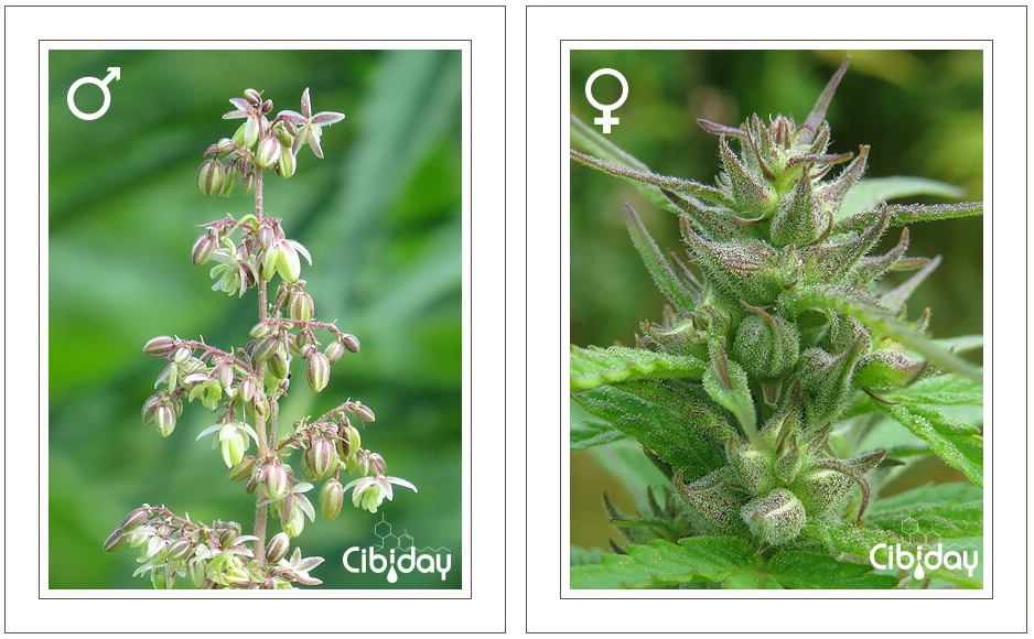 Mannelijke en Vrouwelijke Planten - Eenhuizige en Tweehuizige Hennep